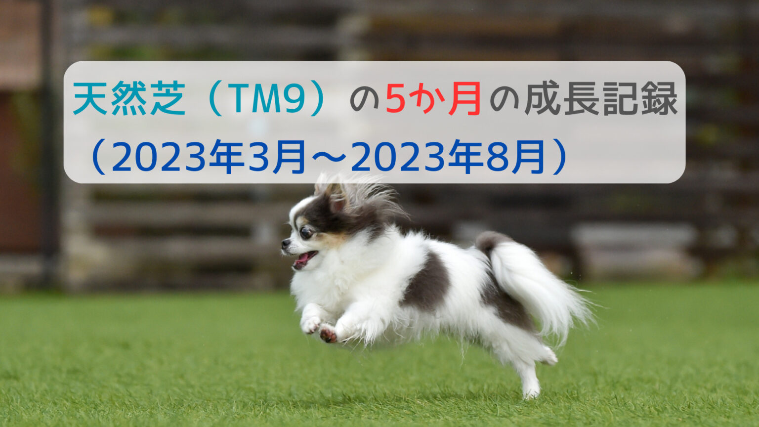 トヨタ天然芝（TM9）はお手入れが楽？成長記録を大公開！（3月～8月） | ももと平屋